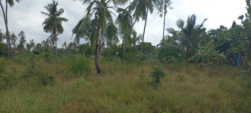 1-Acre Serene Land for Sale – Ready for Farming or Homesteading - GEOROLE
